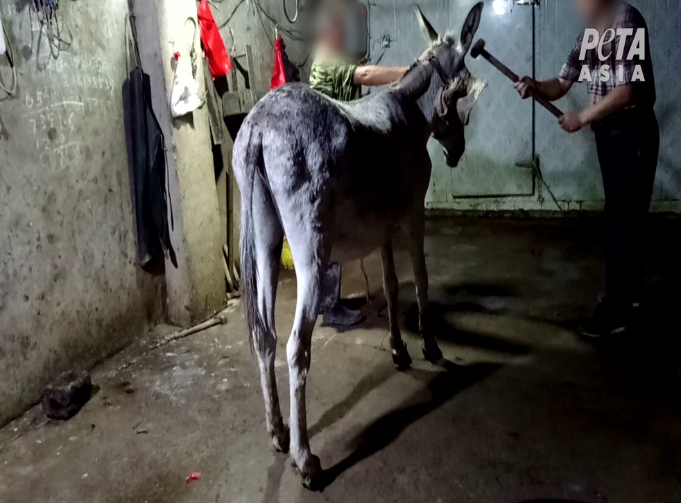 Millions of donkeys 'beaten to death with hammers' to make traditional ...