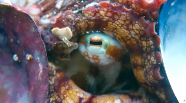Blue Planet 2: Octopus discovered making armour out of shells for the ...