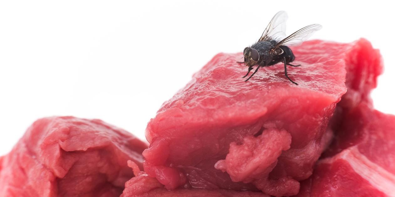 The disgusting reason you should never ever eat anything that a fly has ...