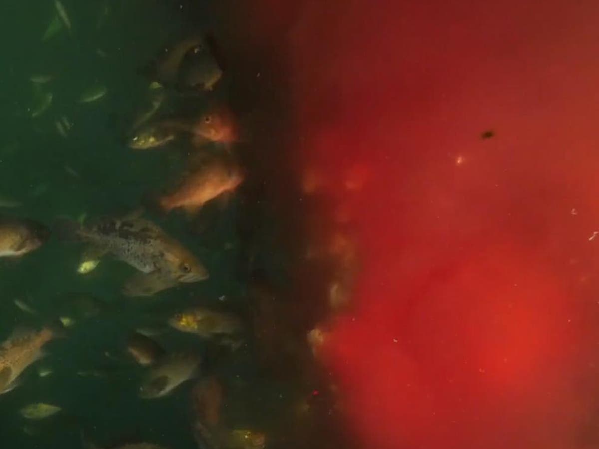Shocking footage shows a pipe spewing blood into Canada's public waters ...
