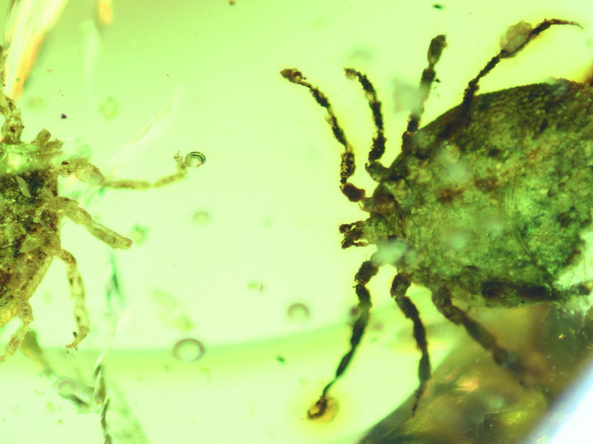 Dinosaur parasites found filled with blood and trapped in amber | The ...