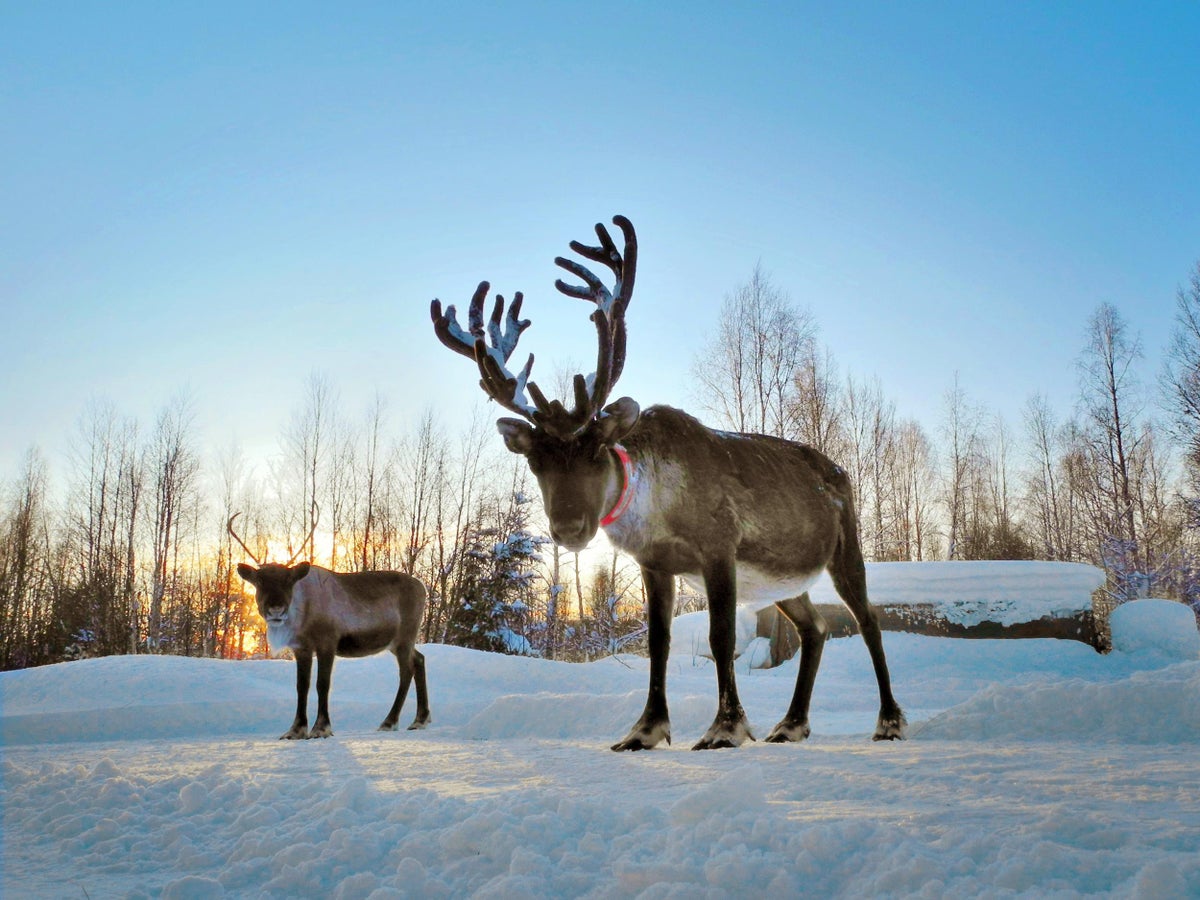 Real Reindeer In Snow