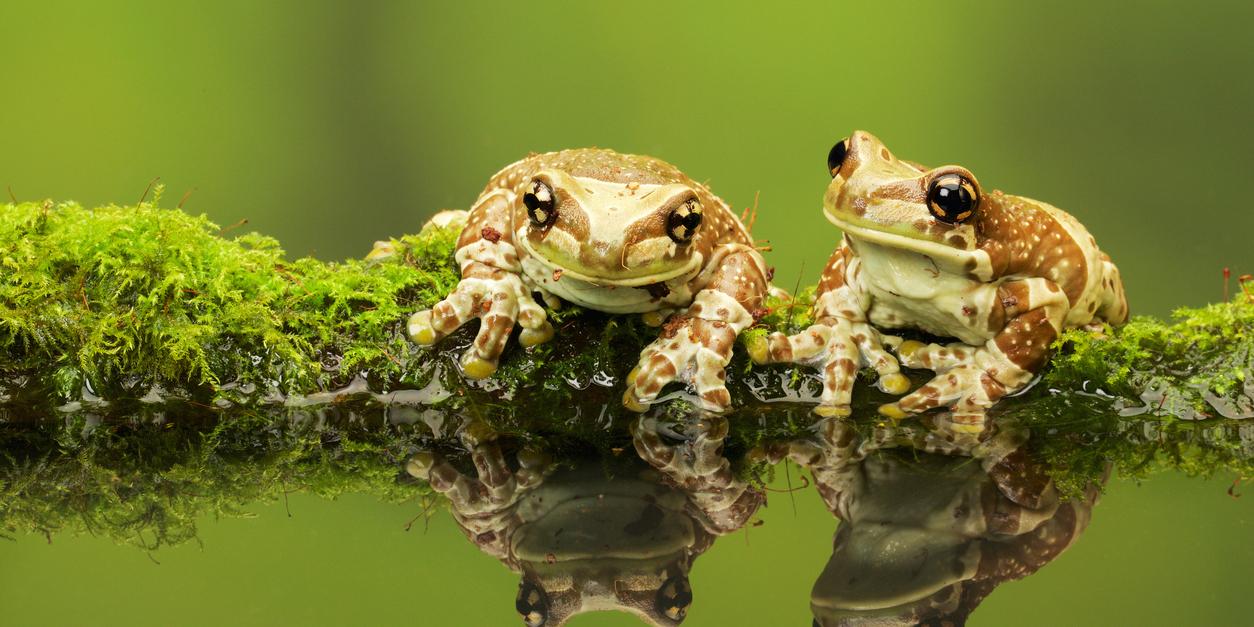 This might be the most disgusting and bizarre thing in the animal ...