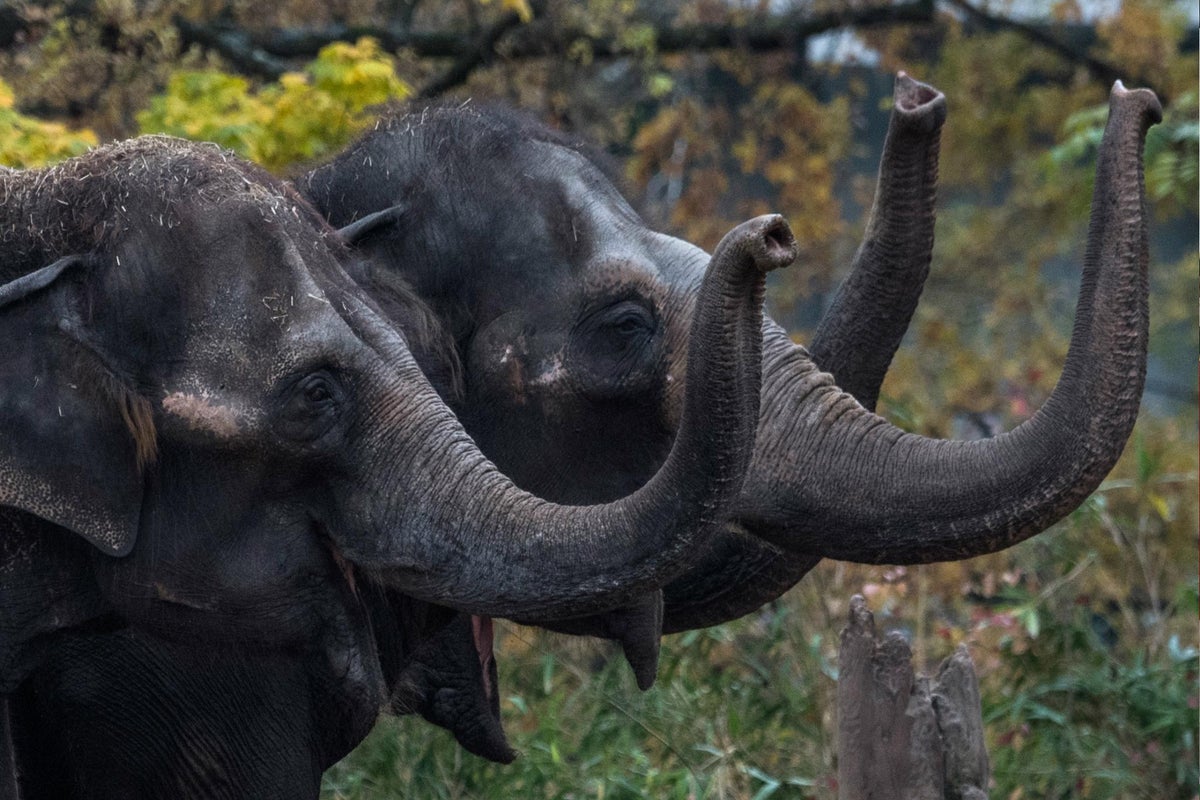 Court refuses to release elephants from zoo after campaigners say they ...