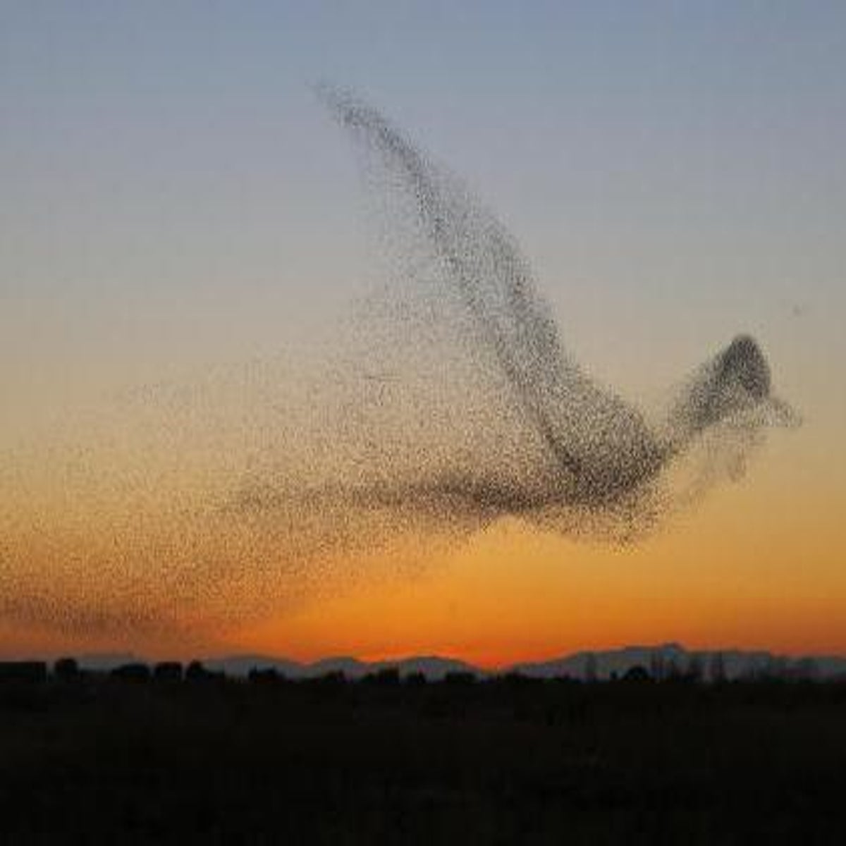 Starlings Flock
