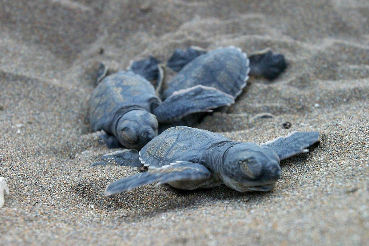Global warming is causing 99 per cent of turtles to be born female in ...