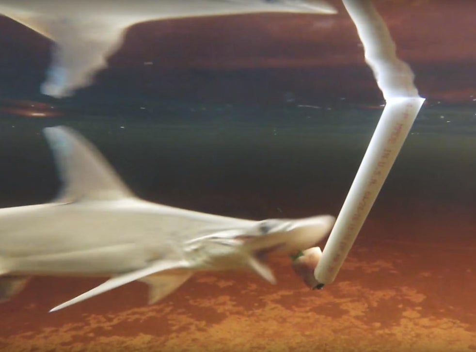 Scientists have found a shark that can survive on a mostly vegetable ...