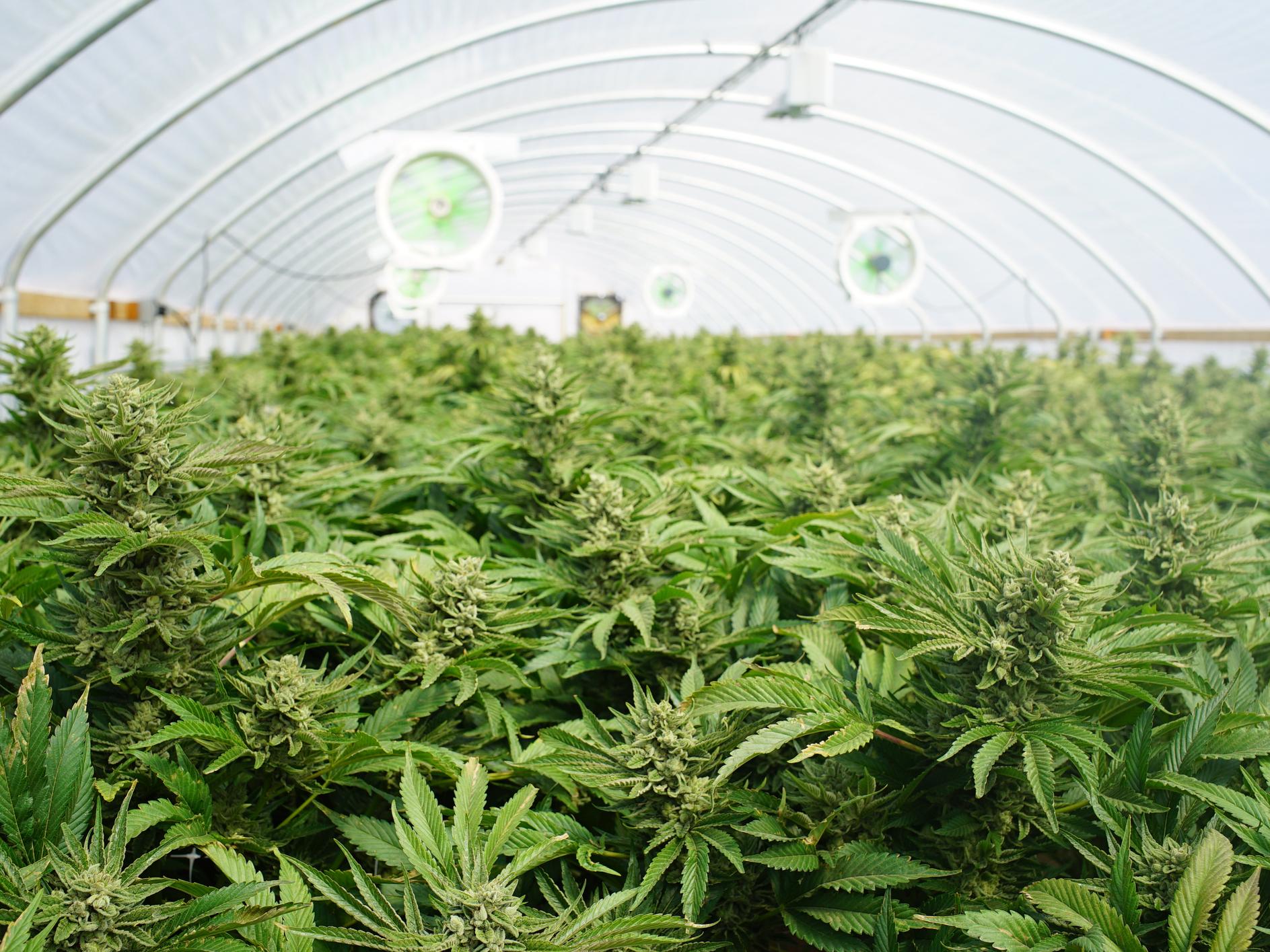 MPs Want Six year old To Have Access To Cannabis Treatment For Epilepsy 
