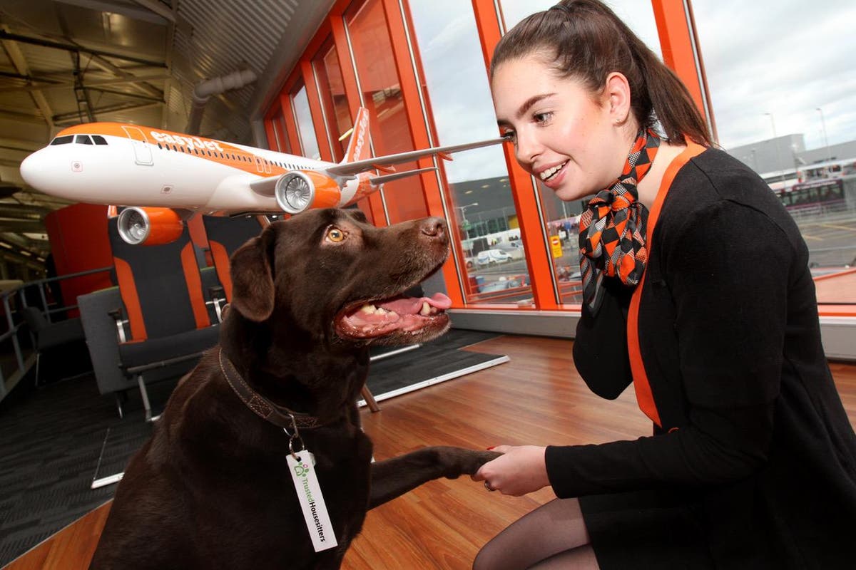 easyJet launches pet house-sitting service for holidaymakers | The ...