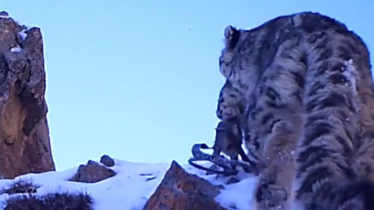 Snow leopard's leg trapped in steel trap jaws captured in ...