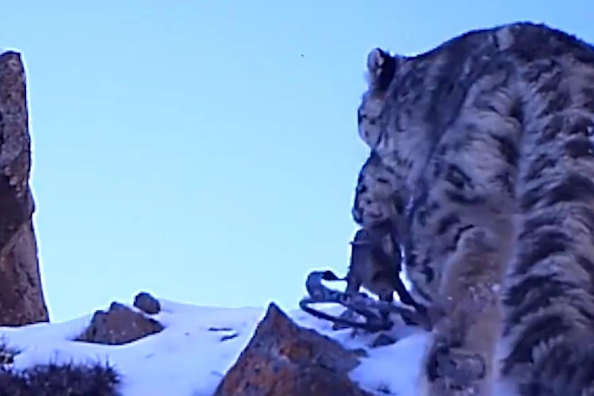 Snow leopard's leg trapped in steel trap jaws captured in ...
