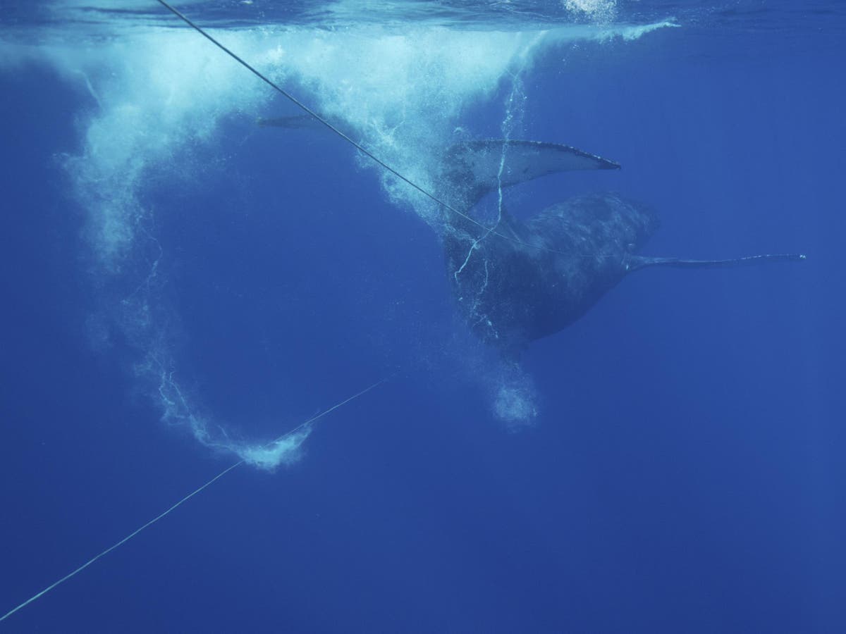 Humpback whale entangled in 285ft of rope freed by rescuers off coast ...