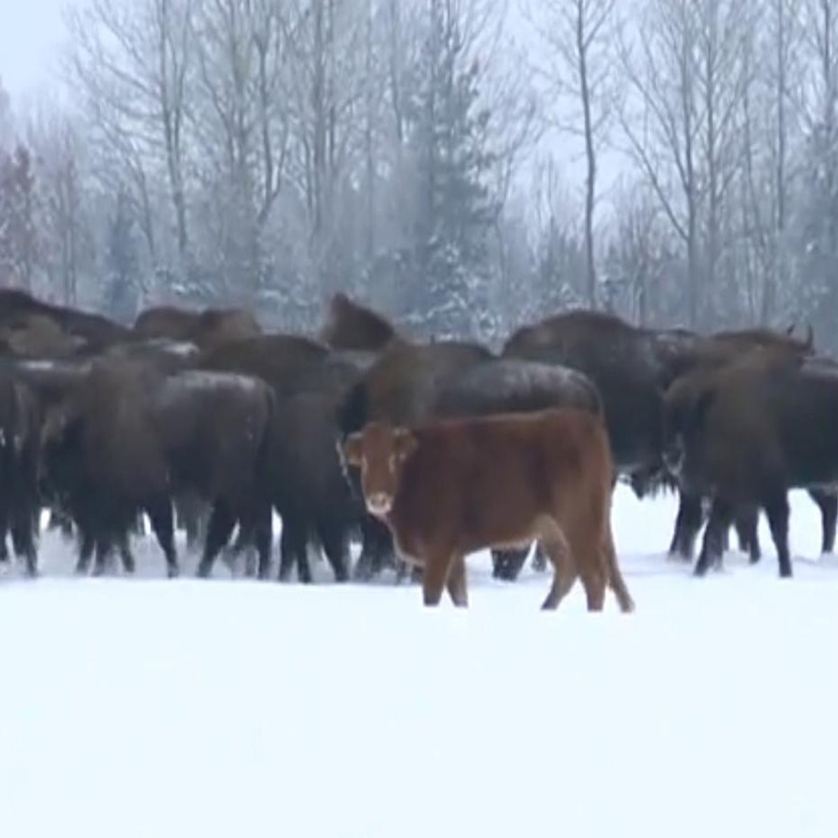 Bison Herd Running