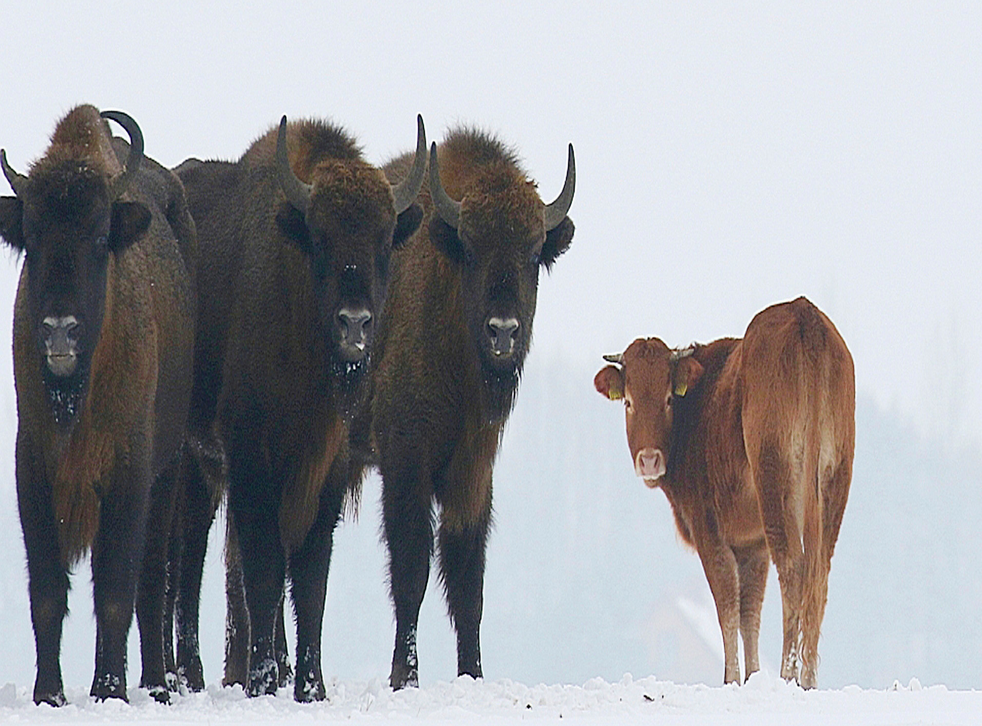 A cow escaped a farm to live with wild bison, but it could have ...
