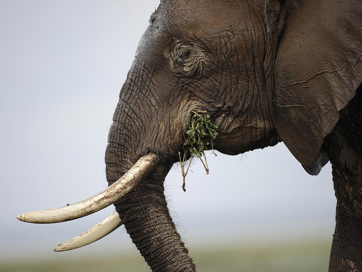 Science news in brief: elephants fear bees and an effective way of ...