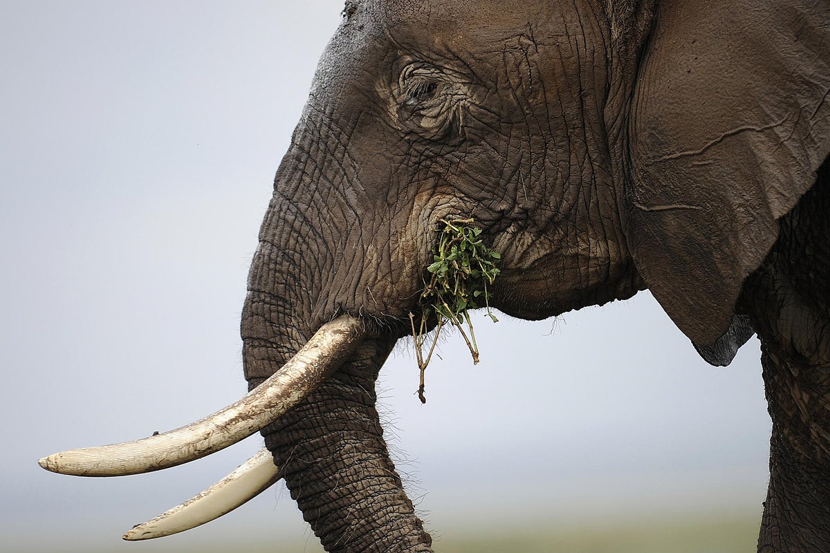 Trump administration lifts ban on importing body parts of elephants ...