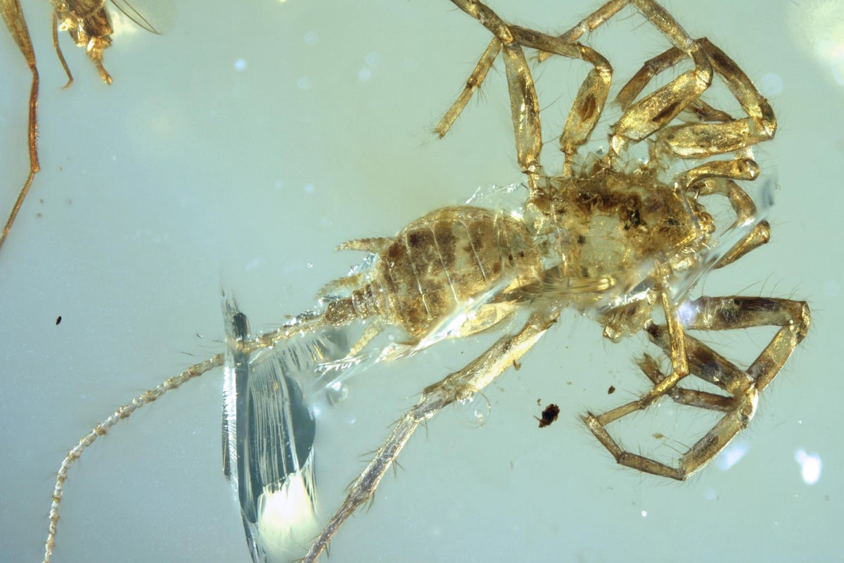 Spider-like creature with a tail found preserved in 100 million year ...