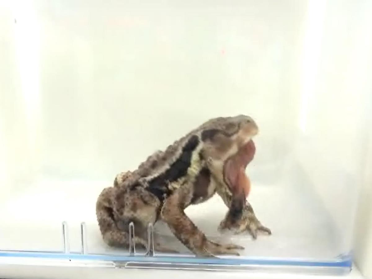 Beetles can escape from toad stomachs by releasing explosive chemicals ...