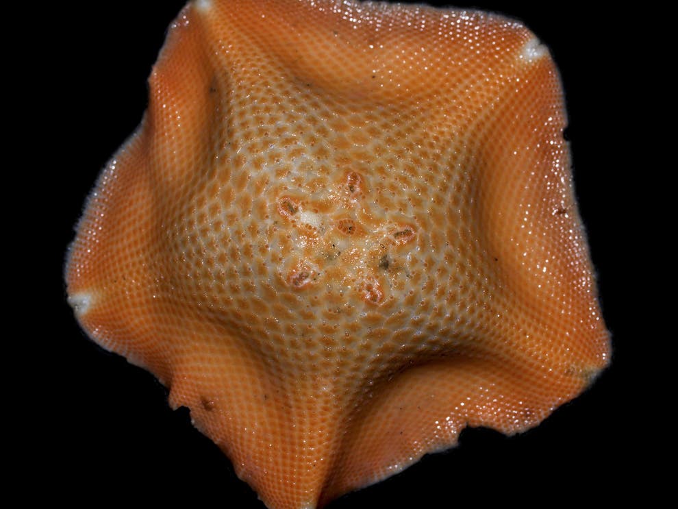Science news in brief: Starfish have eyes and beetles make toads regret ...