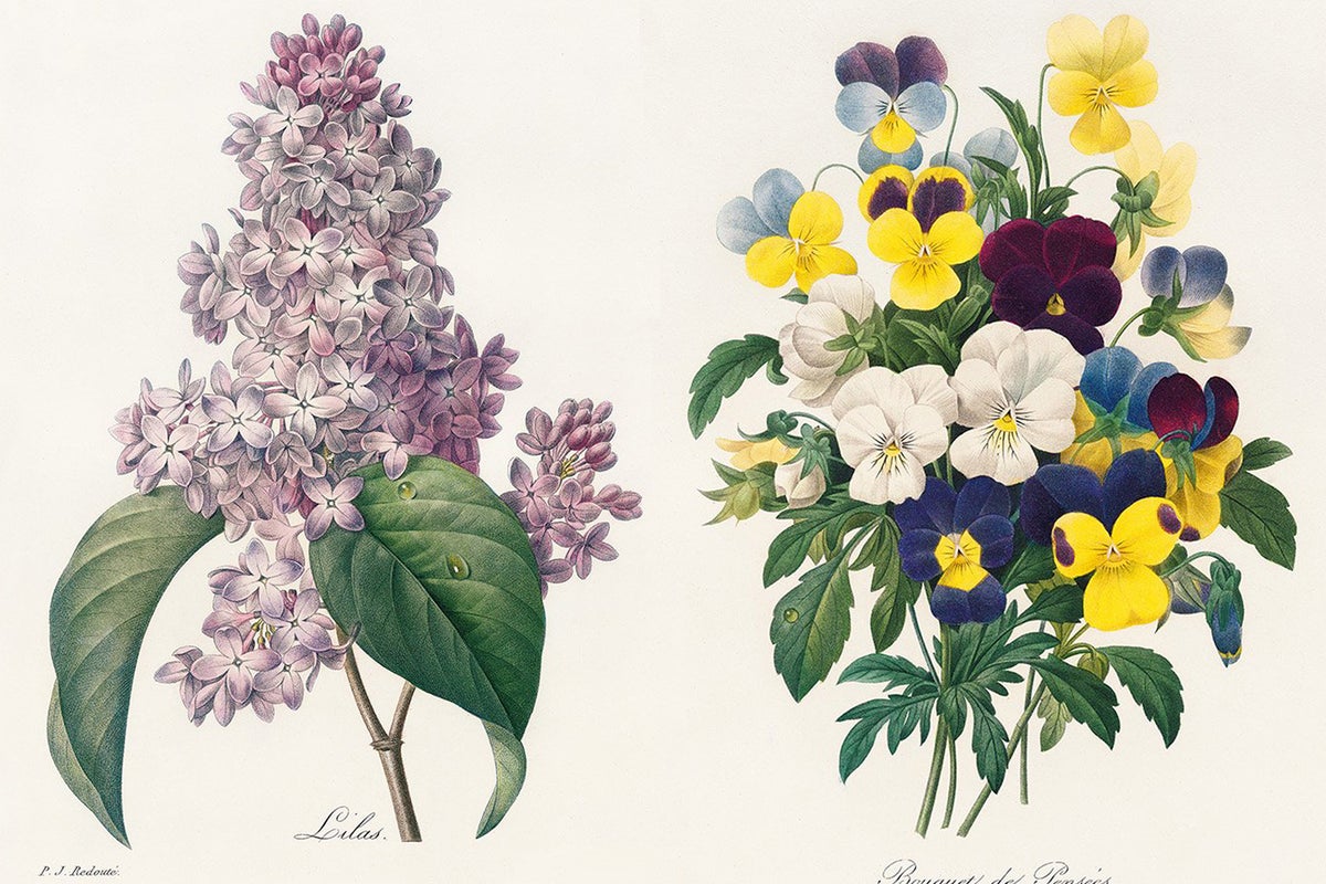 Pierre-Joseph Redouté: ‘The Book of Flowers’ displays the finest ...