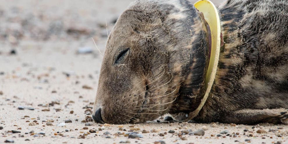 Researchers prove that microplastics can move up the marine food chain ...
