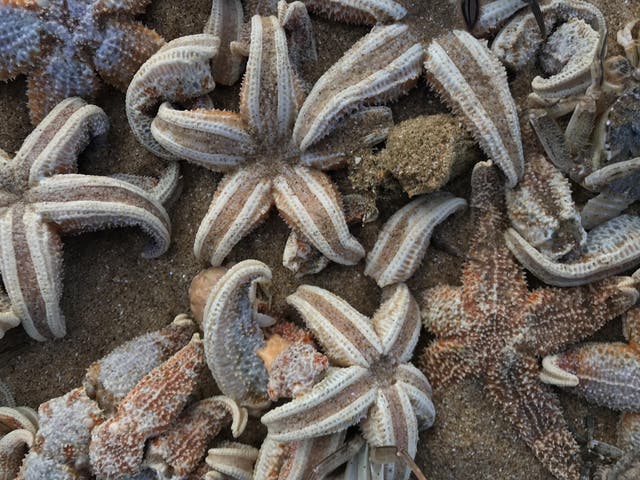 Tens of thousands of starfish wash up on British beach following ...