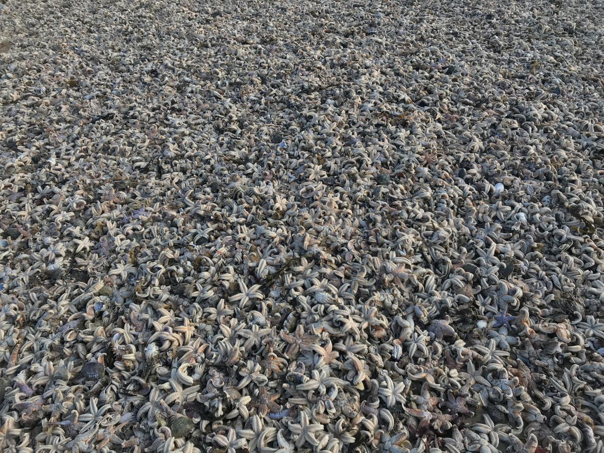 Tens of thousands of starfish wash up on British beach following ...
