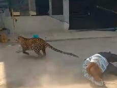 Leopards Eating Humans