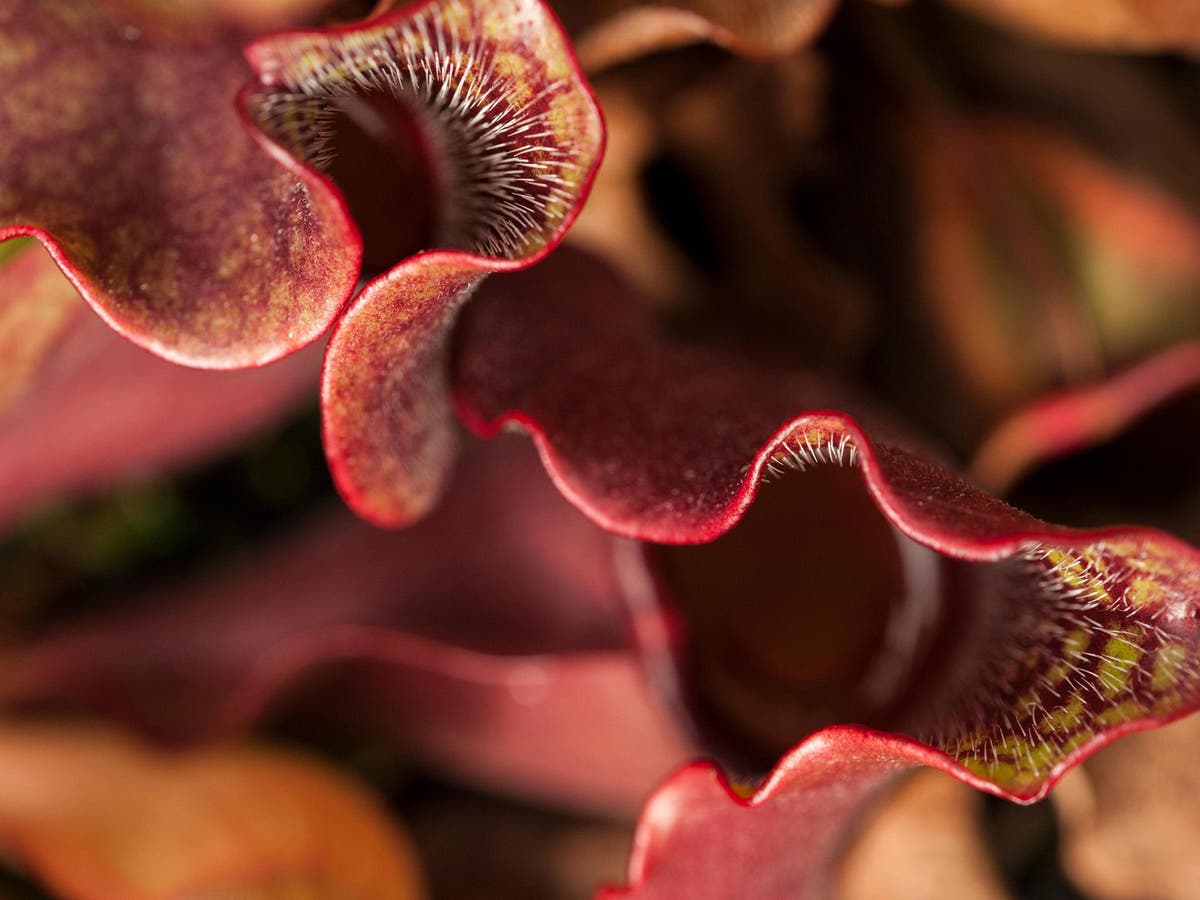 Science news in brief: Inside a pitcher plant and the cells that eat ...