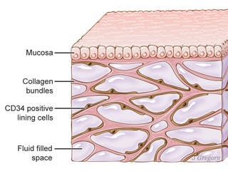 Interstitium: New organ discovered in human body after it was ...