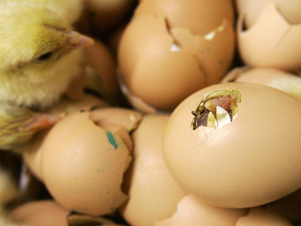 Scientists crack mystery of how chicken eggs are strong enough to ...