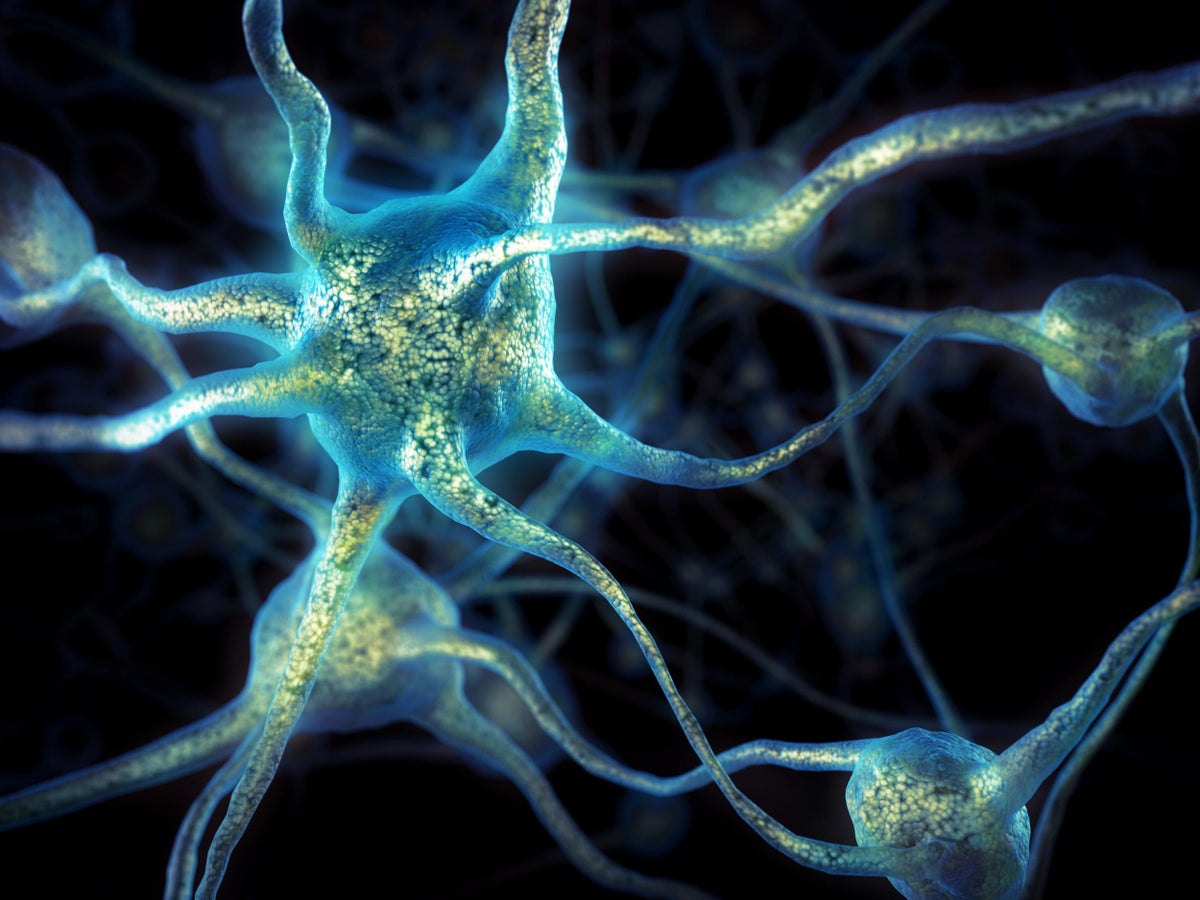 Nerve Cells In The Brain Brain's New Power Revealed: Study Shows How