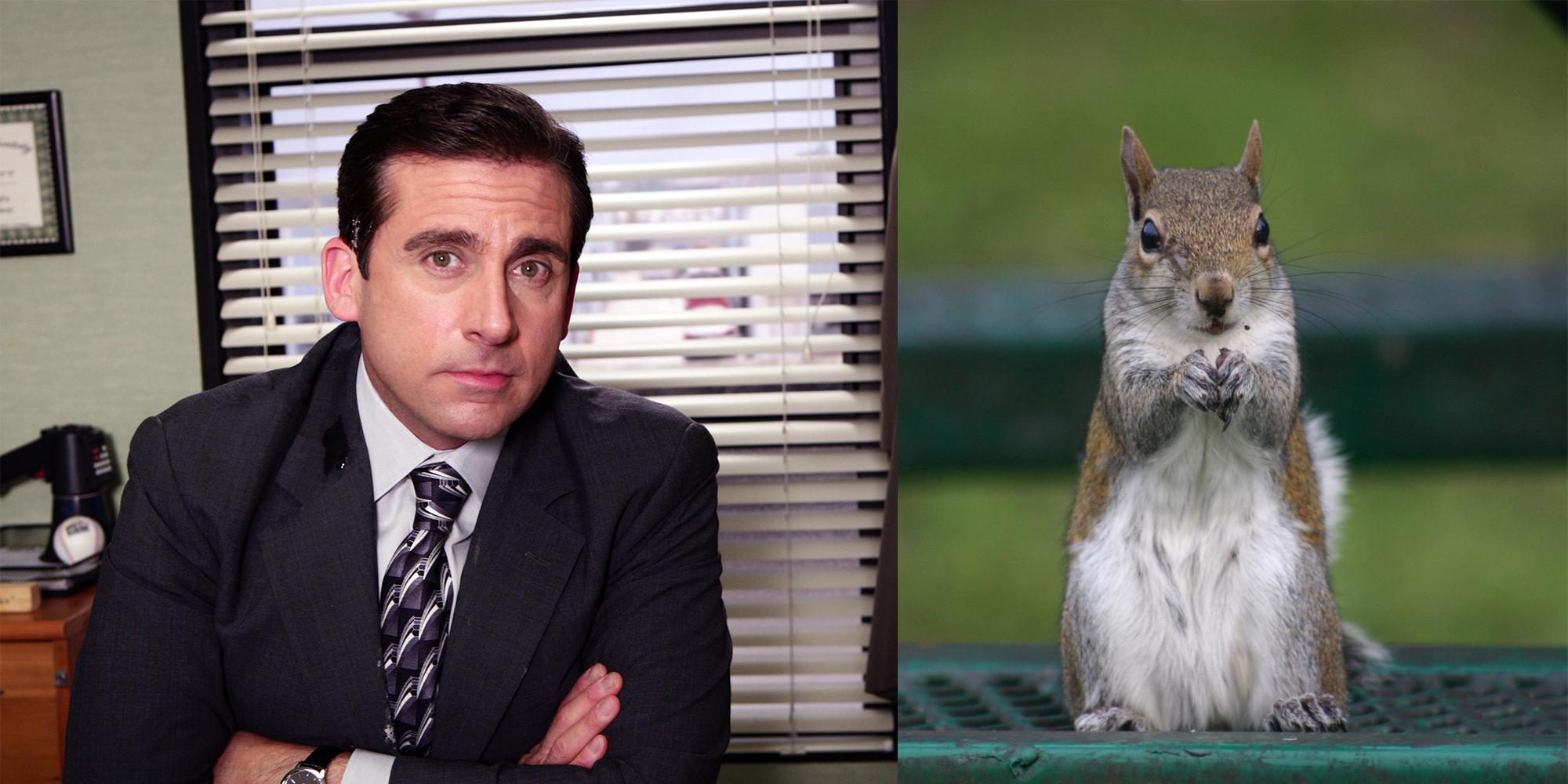 Student saves squirrel's life thanks to a scene from The Office ...