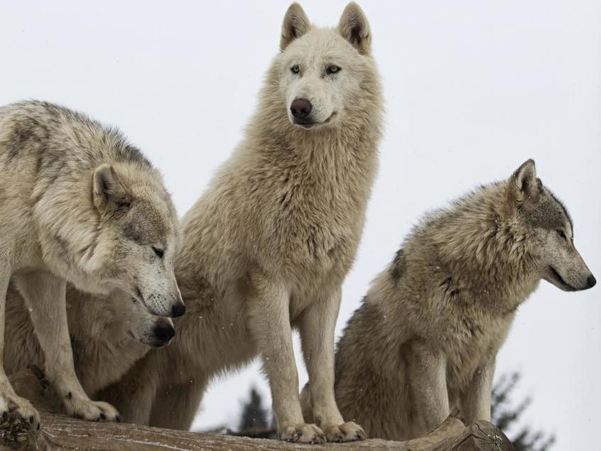 Man raised by wolves admits he is disappointed by human life | indy100 ...