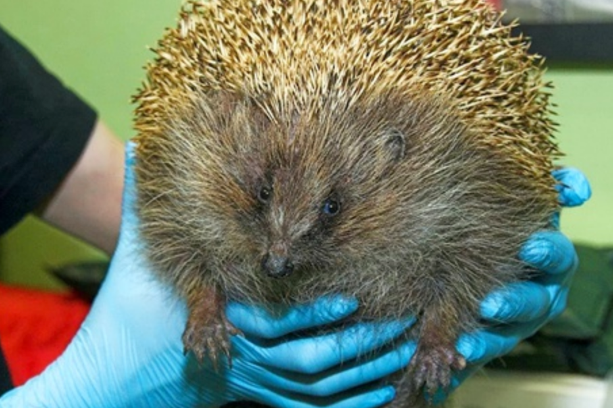 Hedgehog which swelled to size of beach ball released into wild | The ...