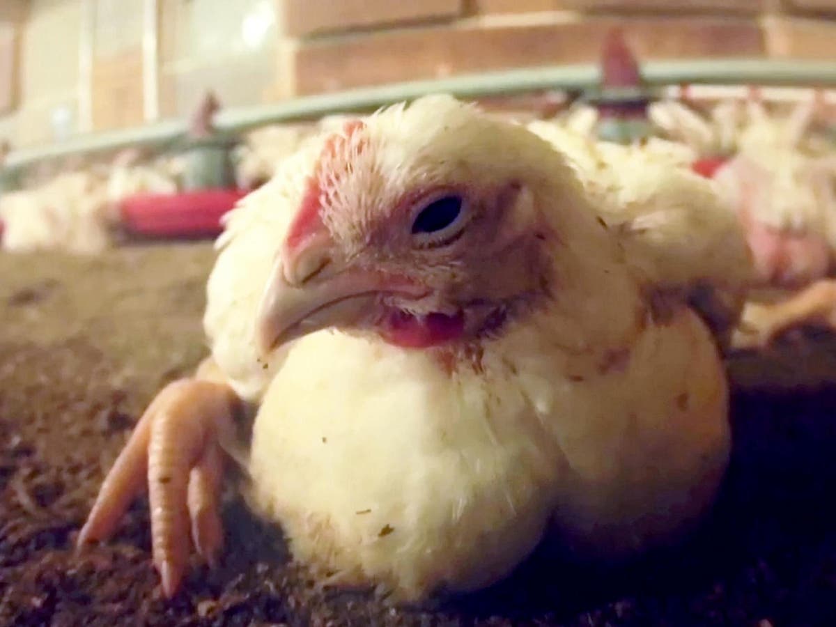 Peta releases video of chickens being kept next to carcasses at poultry ...