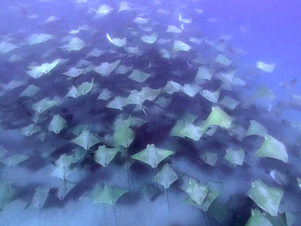 Swimmer catches 2,000-strong shoal of rare migrating cownose rays on ...