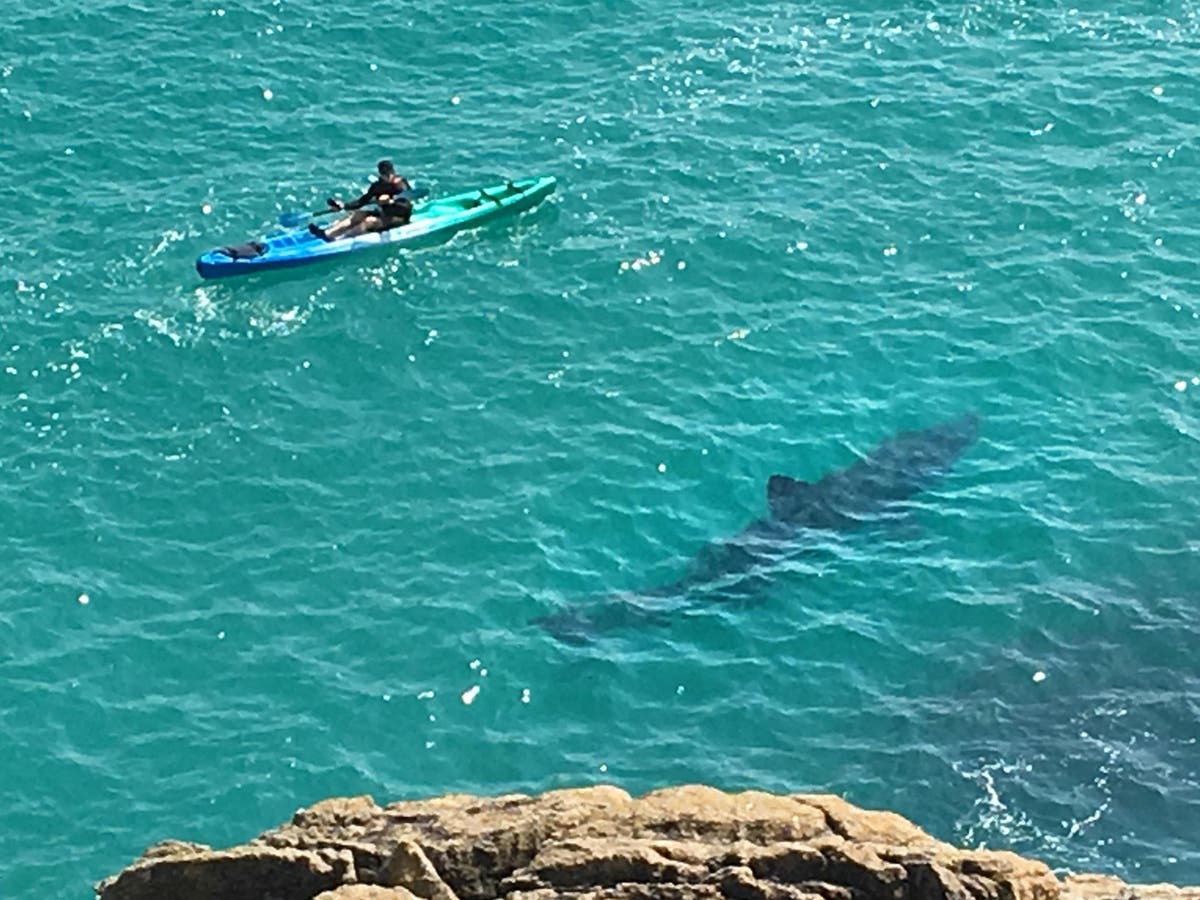 Close encounter between shark and kayaker seen off Cornish coast | The ...