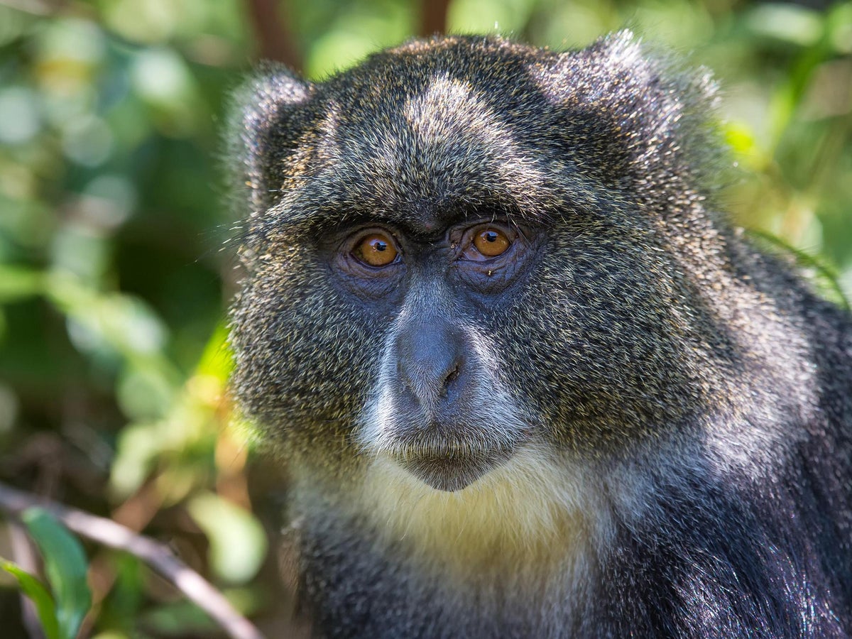 Blue Monkey Facts