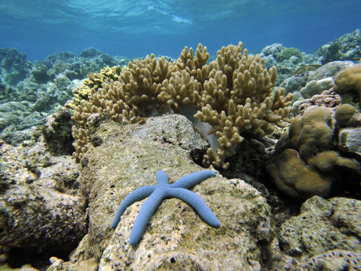 First genetically engineered coral created to help save reefs from ...