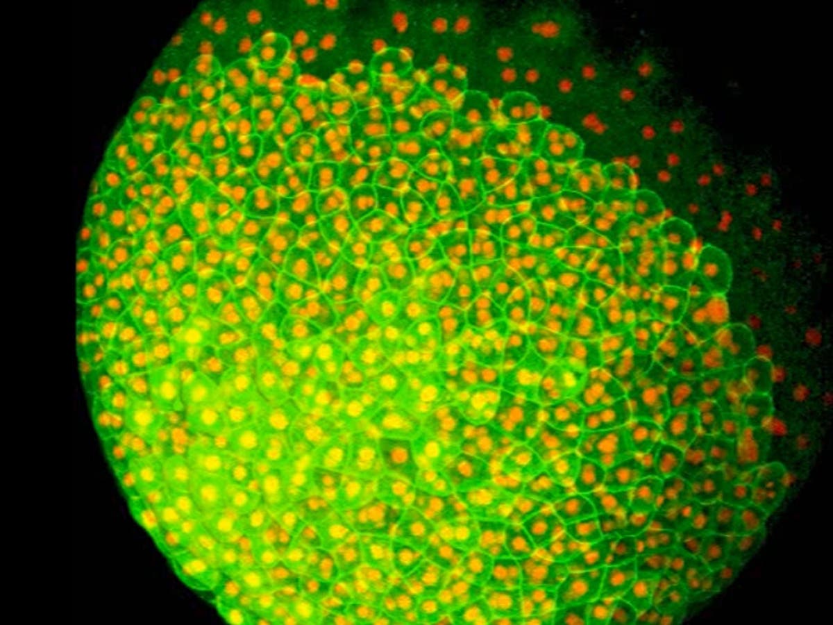 Remarkable video shows zebrafish egg dividing to form ball of embryo ...