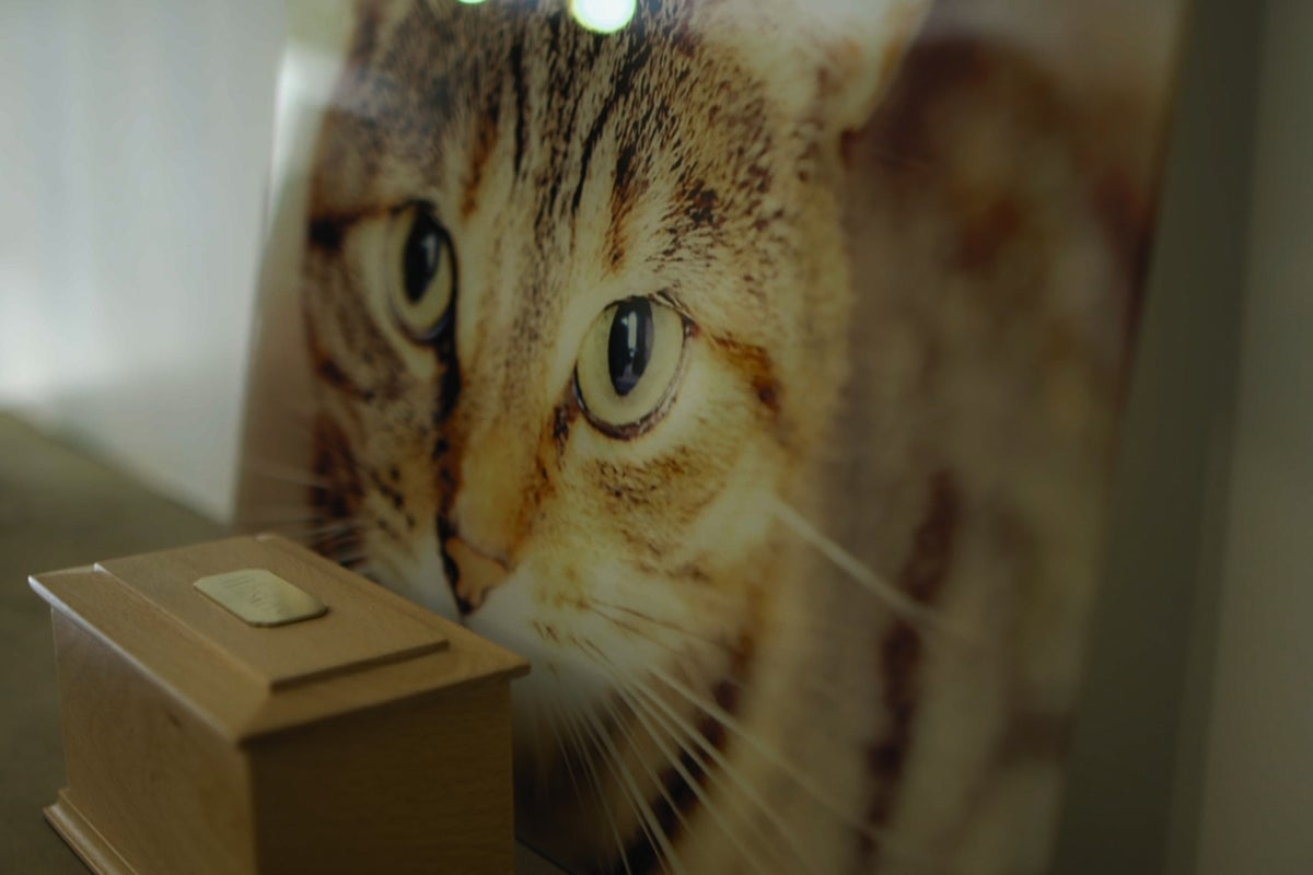 TV review, To Catch a Cat Killer: A fascinating insight into unusual ...