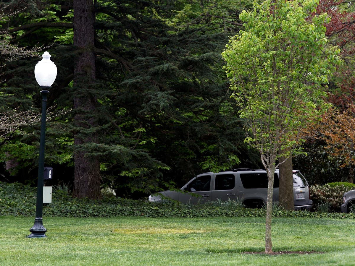 Tree planted by Donald Trump and Emmanuel Macron on White House lawn ...