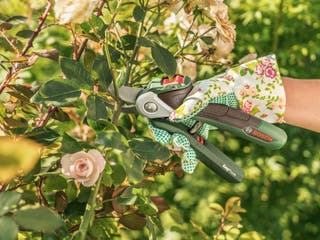 What is the Chelsea Chop? And how it’s vital for your plants’ growth ...