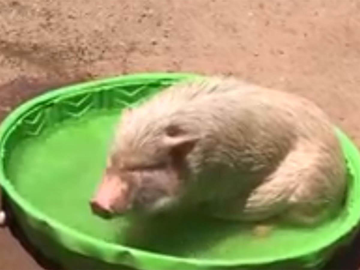 Pair of pigs from testing lab released by animal rights activists | The ...