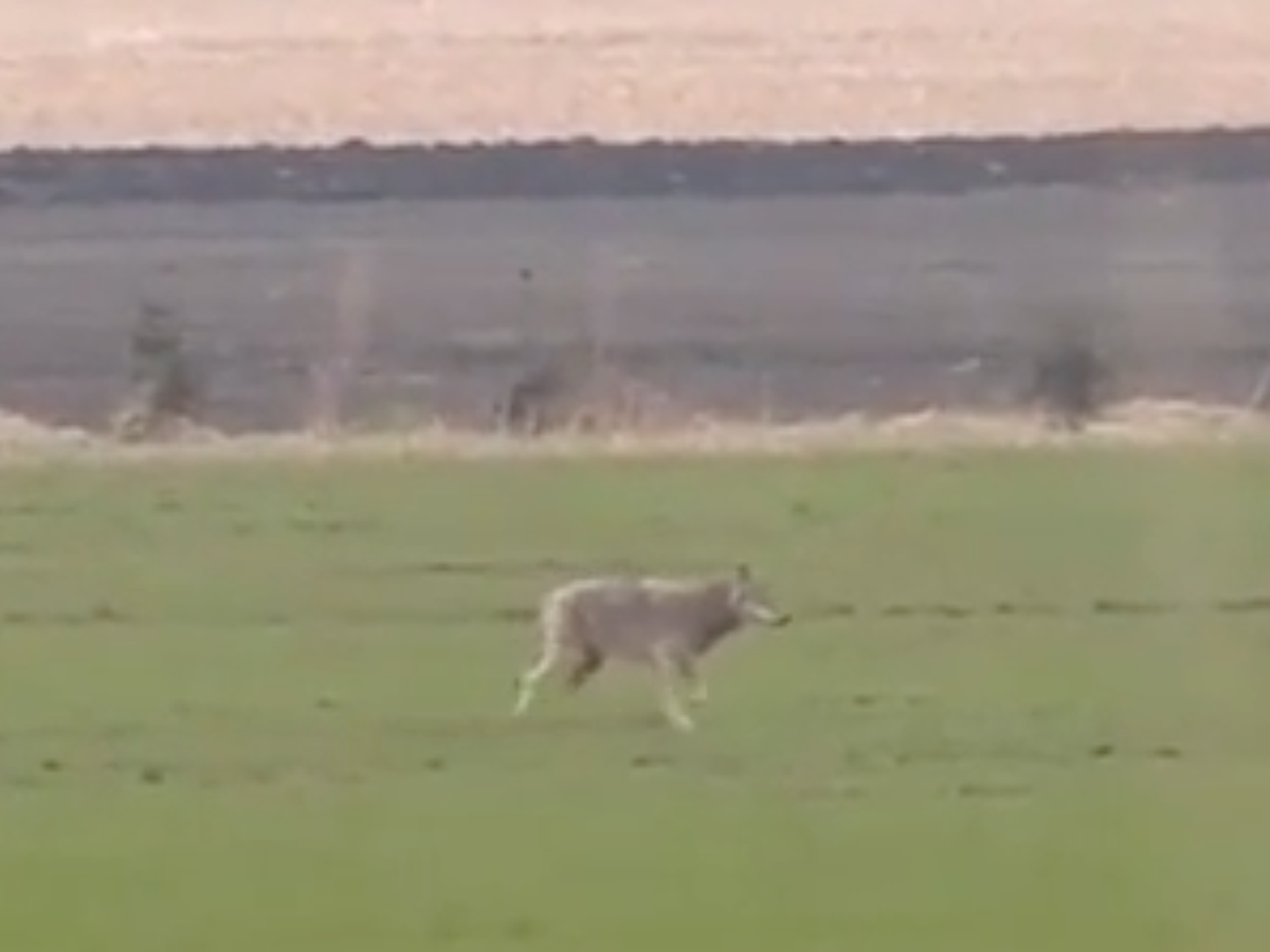 Man charged with killing one of Denmark’s first wild wolves in 200 ...