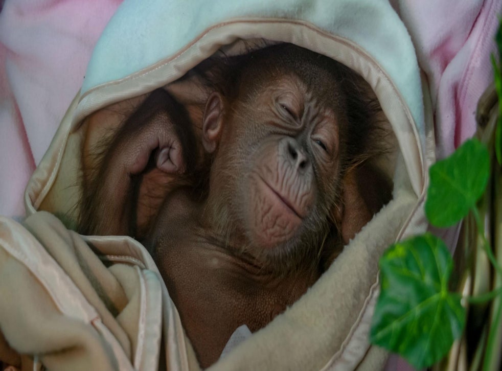 World's rarest great ape on the brink of extinction, study reveals ...