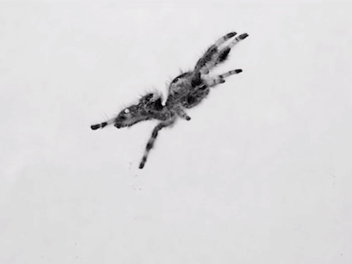 Spiders trained to jump on demand in major robotic engineering ...