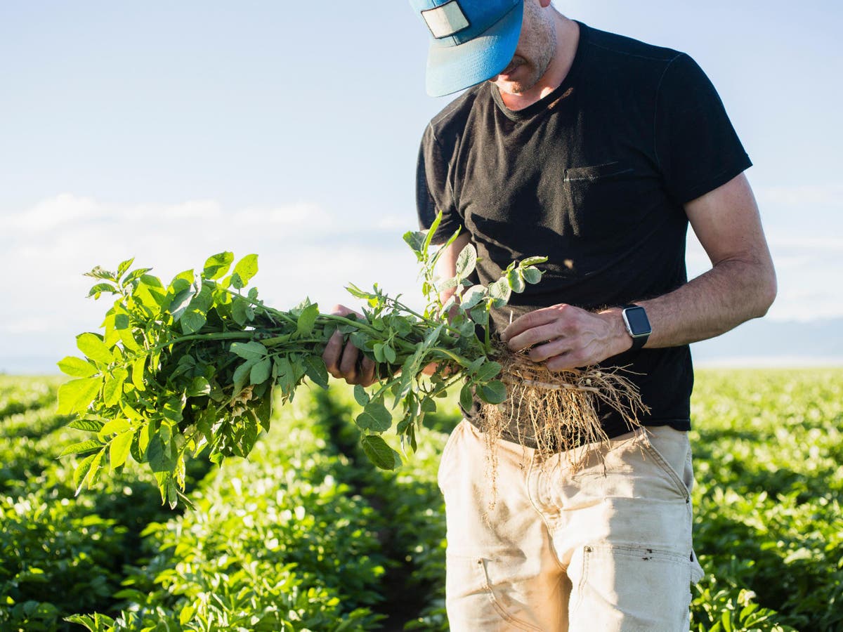 Will rising carbon dioxide levels really boost plant growth? | The ...