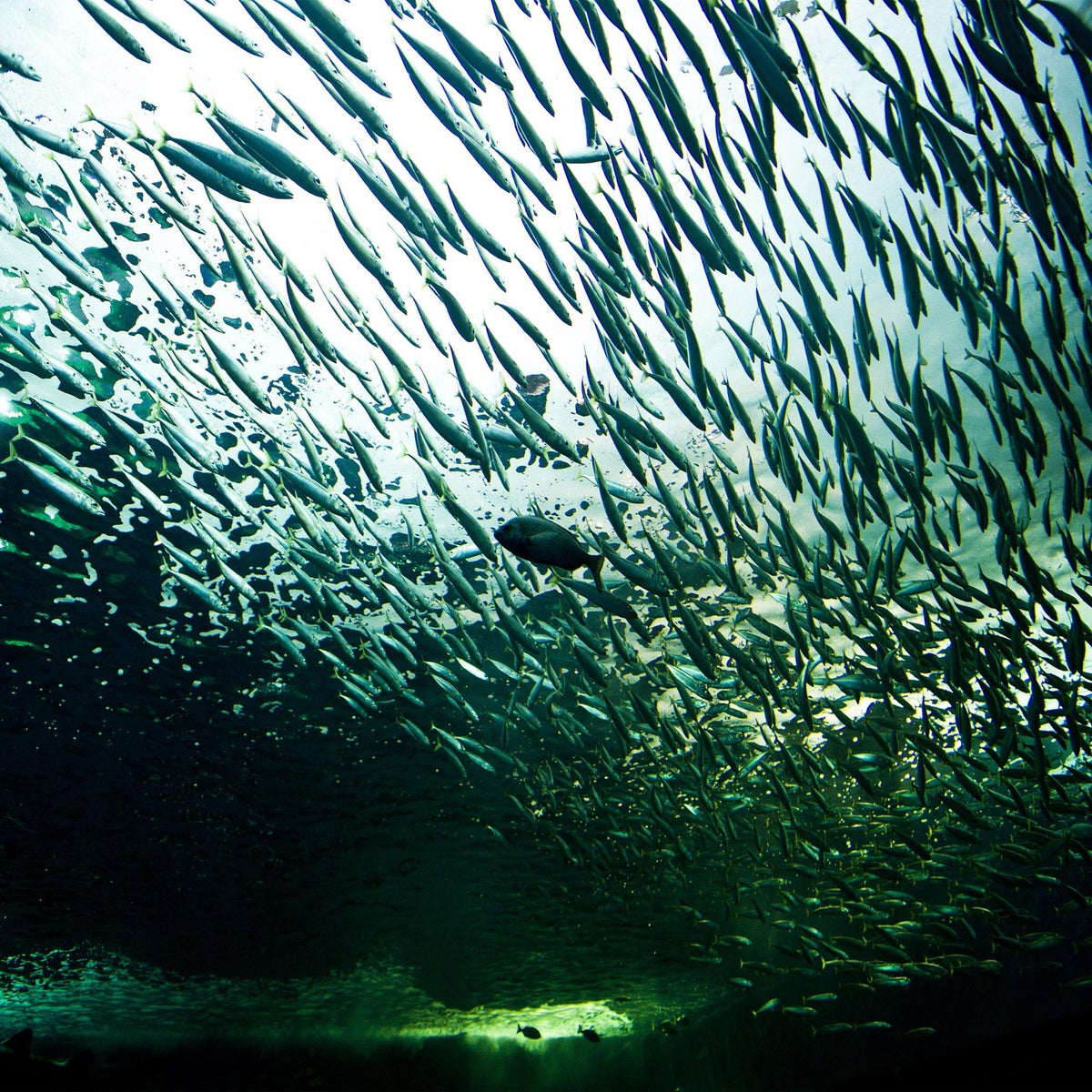 what fish migrate